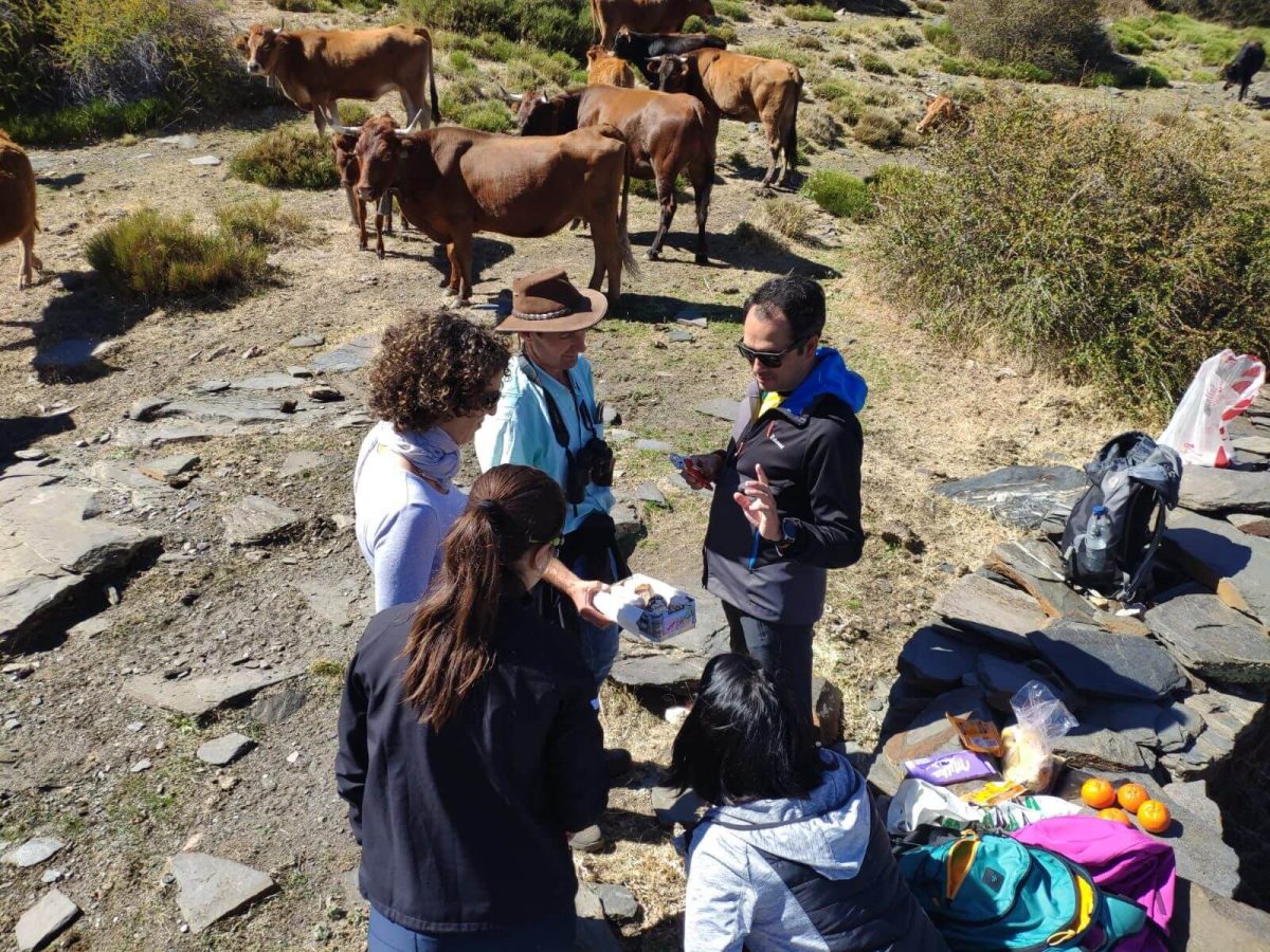 What is transhumance? - GOinsitu